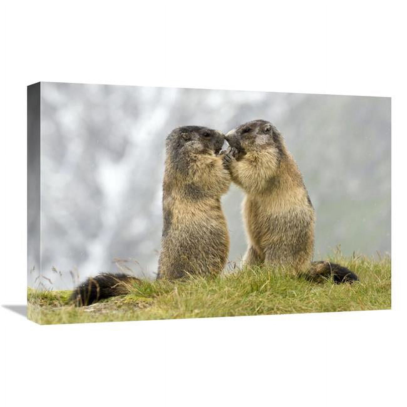 16 x 24 in. Two Alpine Marmots, Hohe Tauern National Park, Austria Art ...