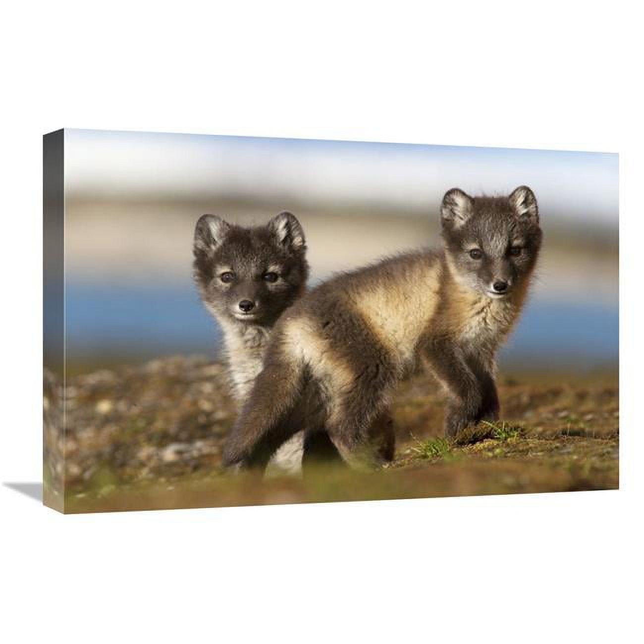 16 x 24 in. Two Arctic Fox Kits on the Tundra, Svalbard,Norway Art ...