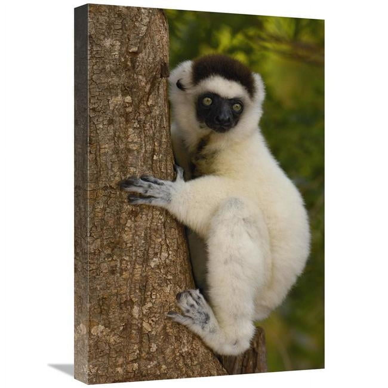 16 x 24 in. Verreauxs Sifaka Portrait, Berenty Reserve, Madagascar Art Print - Pete Oxford ...