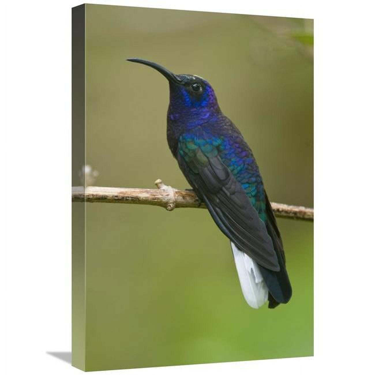 16 x 24 in. Violet Sabre-Wing Hummingbird, Costa Rica Art Print - Steve ...