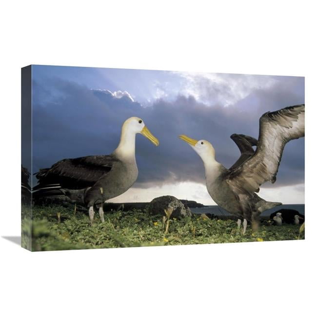16 x 24 in. Waved Albatross Courtship Dance, Galapagos Islands, Ecuador ...