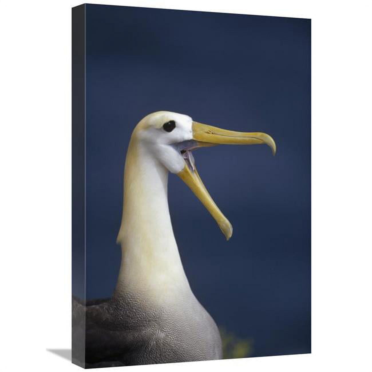 16 x 24 in. Waved Albatross Courtship Display, Galapagos Islands ...