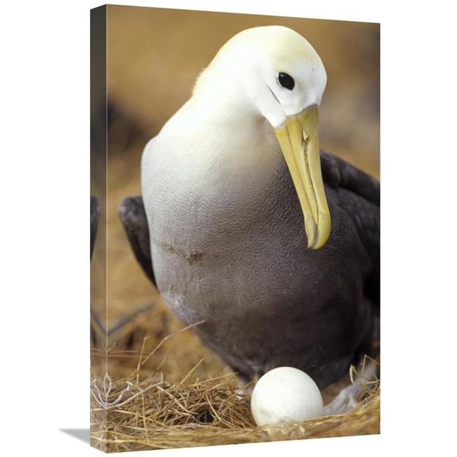 16 x 24 in. Waved Albatross Incubating Single Egg, Galapagos Islands ...