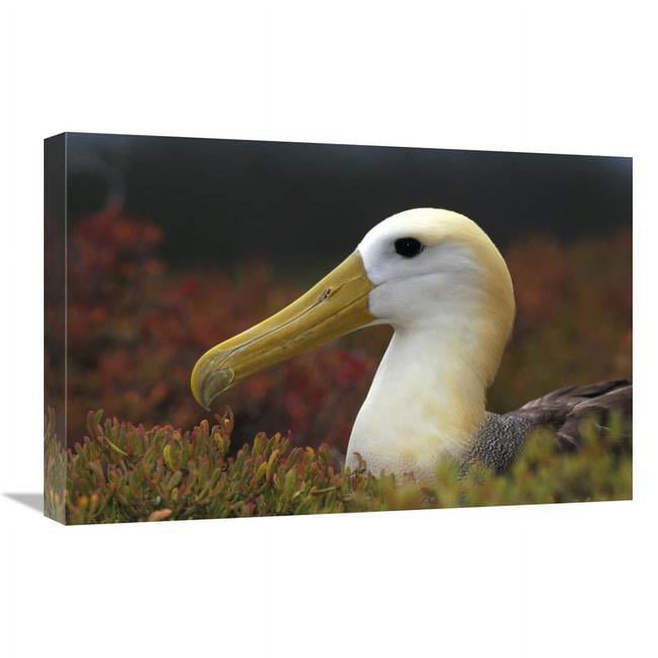16 x 24 in. Waved Albatross Portrait, Galapagos Islands, Ecuador Art ...
