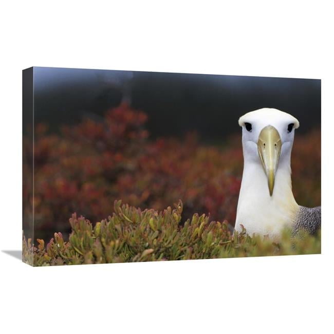 16 x 24 in. Waved Albatross Portrait, Galapagos Islands, Ecuador Art ...