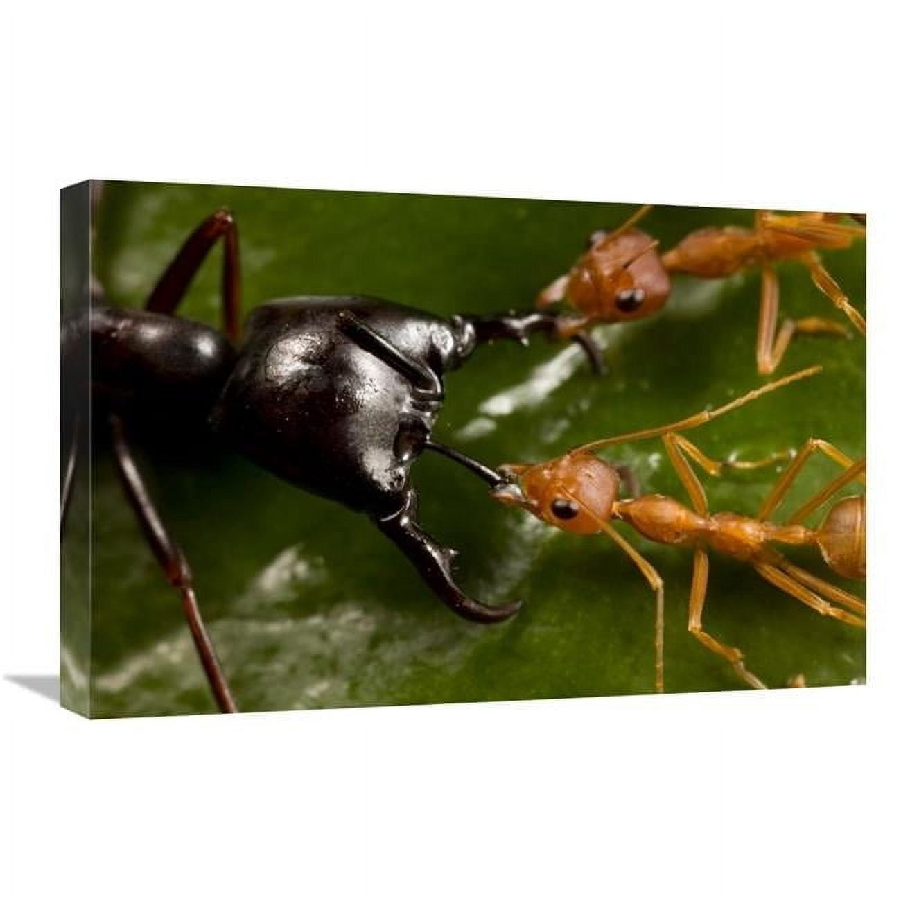 16 x 24 in. Weaver Ant Pair Defending Against Driver Ant Attack, Africa ...