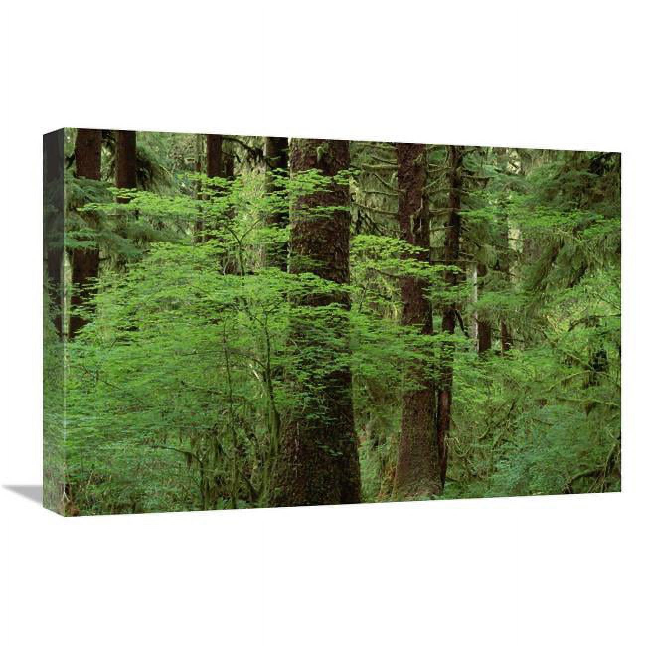 16 x 24 in. Western Hemlock in Old Growth Temperate Rainforest, North ...