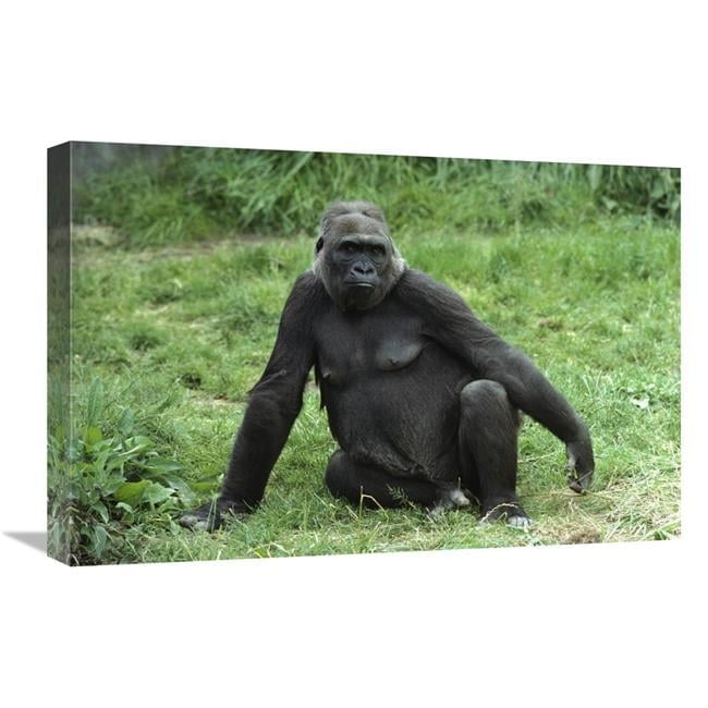 16 x 24 in. Western Lowland Gorilla Female, Woodland Park Zoo Art Print ...