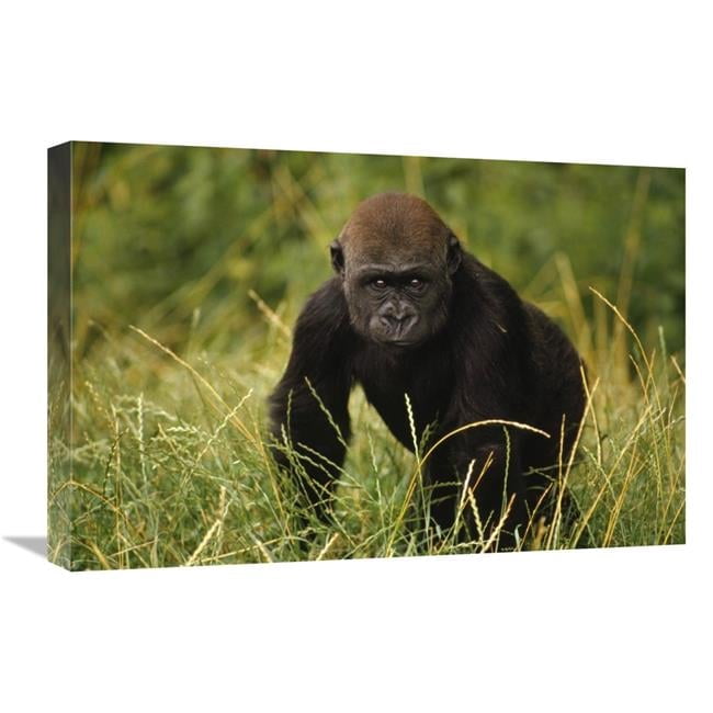16 x 24 in. Western Lowland Gorilla Juvenile, Equatorial West Africa ...
