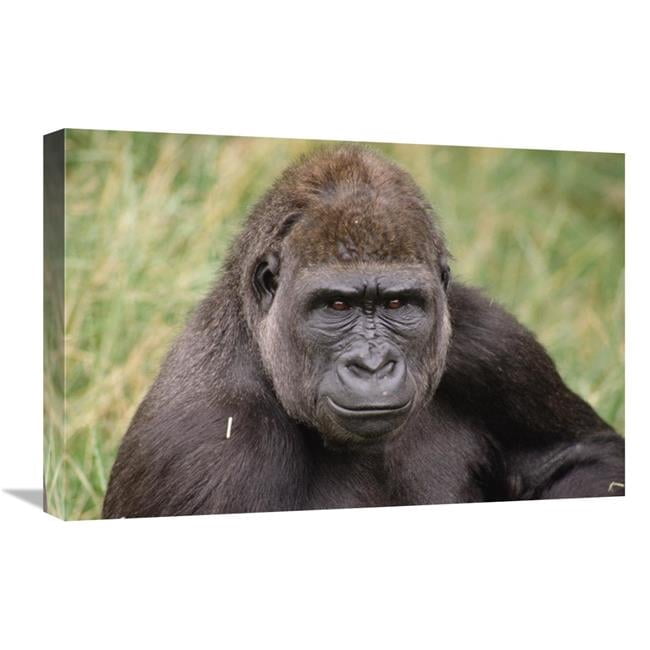 16 x 24 in. Western Lowland Gorilla Young Male, Woodland Park Zoo Art ...