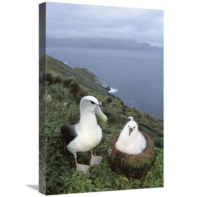 16 x 24 in. White-Capped Albatross with Chick, Auckland Islands, New ...