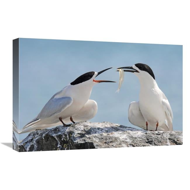 16 x 24 in. White-Fronted Tern, Avon Heathcote Estuary, Christchurch ...