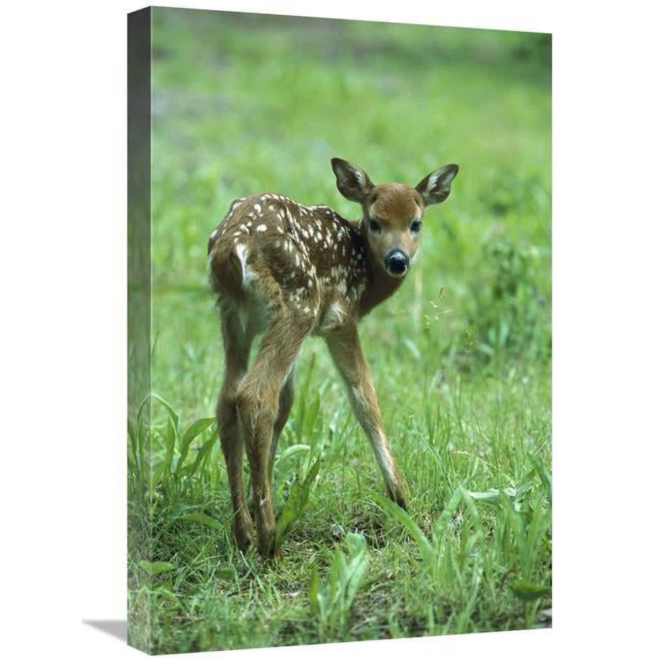 16 x 24 in. White-Tailed Deer Fawn in Spring Meadow, North America Art ...