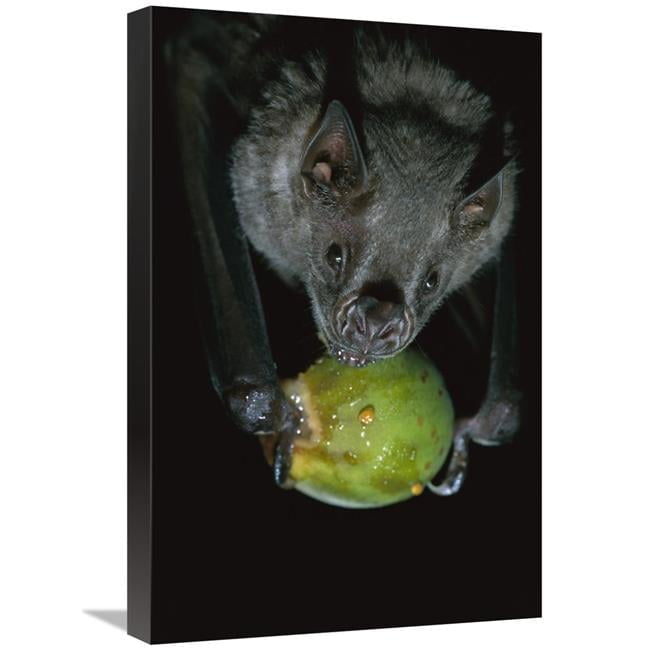 16 x 24 in. White-Throated Round-Eared Bat Eating A Fig, Barro Colorado ...