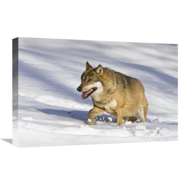 16 x 24 in. Wolf Walking in Snow, Bavarian Forest National Park ...