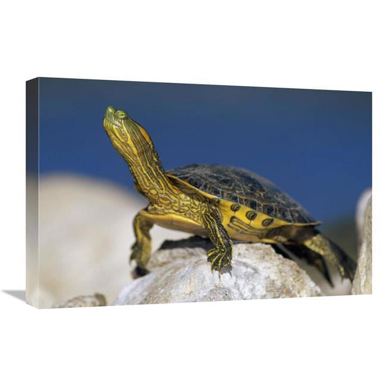 16 x 24 in. Yellow-Bellied Slider Turtle, Portrait, on Rock, North ...