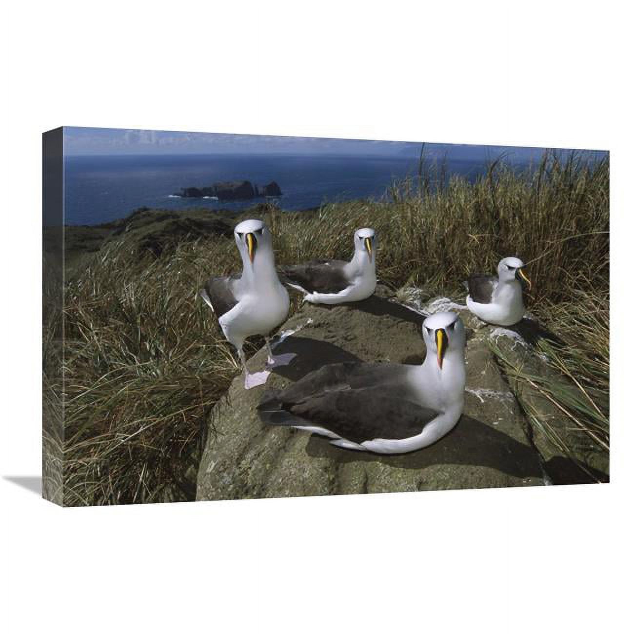 16 x 24 in. Yellow-Nosed Albatross Group, Tristan Da Cunha, South ...