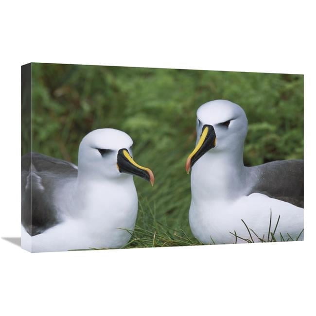 16 x 24 in. Yellow-Nosed Albatross Pair, Gough Island, South Atlantic ...