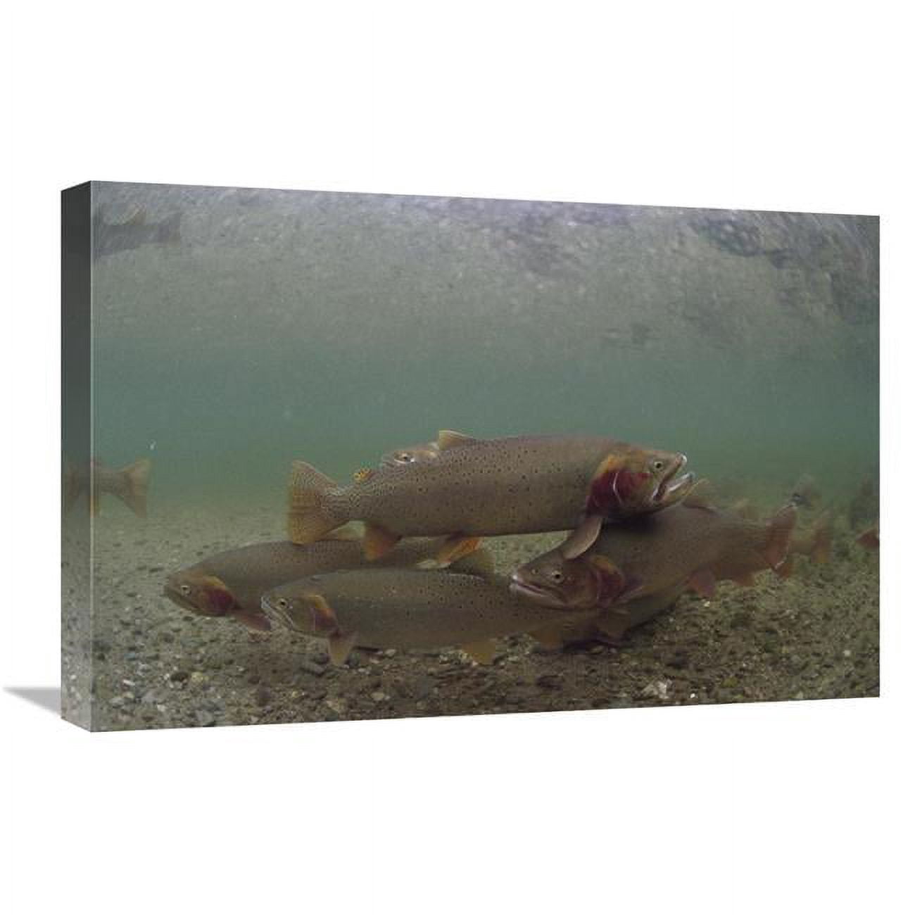 16 x 24 in. Yellowstone Cutthroat Trout School Swimming in Stream ...