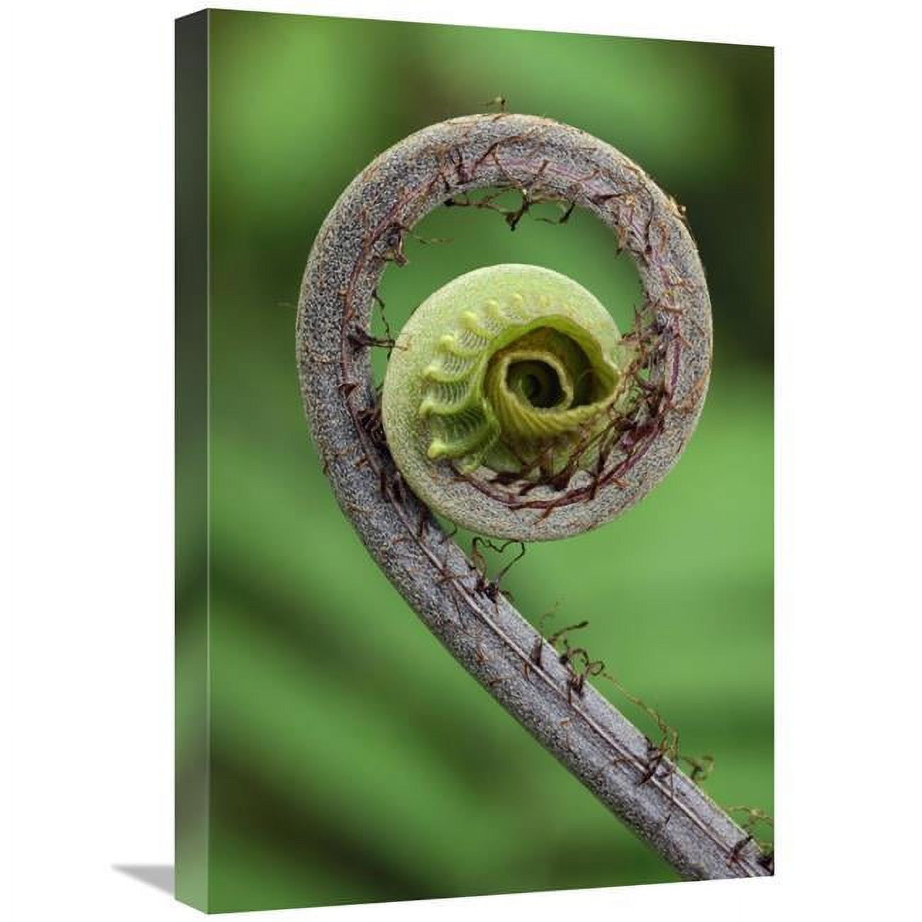 16 x 24 in. Young Rolled-Up Fern Fiddlehead, Braulio Carrillo National ...