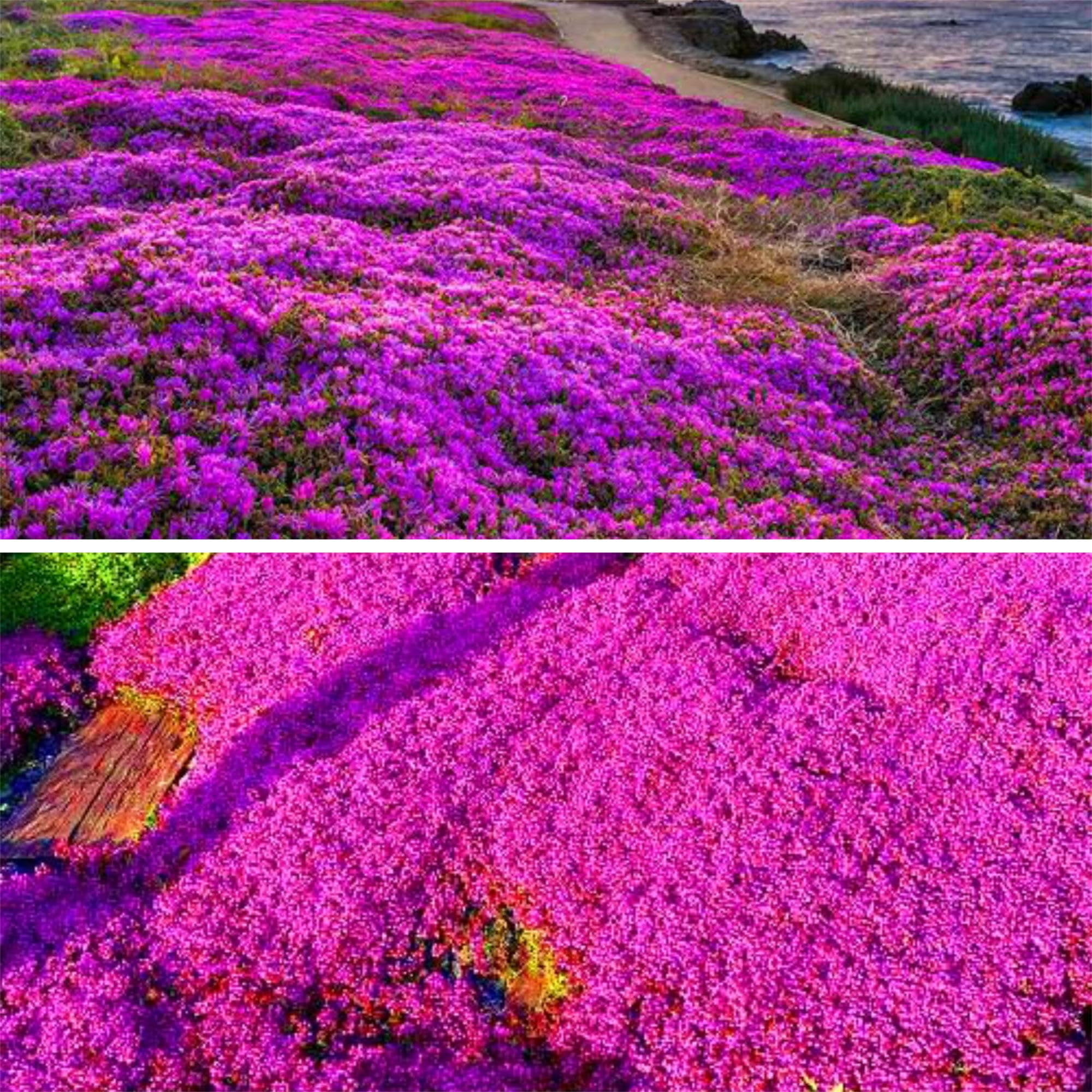 16000+ Creeping Thyme Dwarf Seeds - Thymus Serpyllum Magic Purple ...