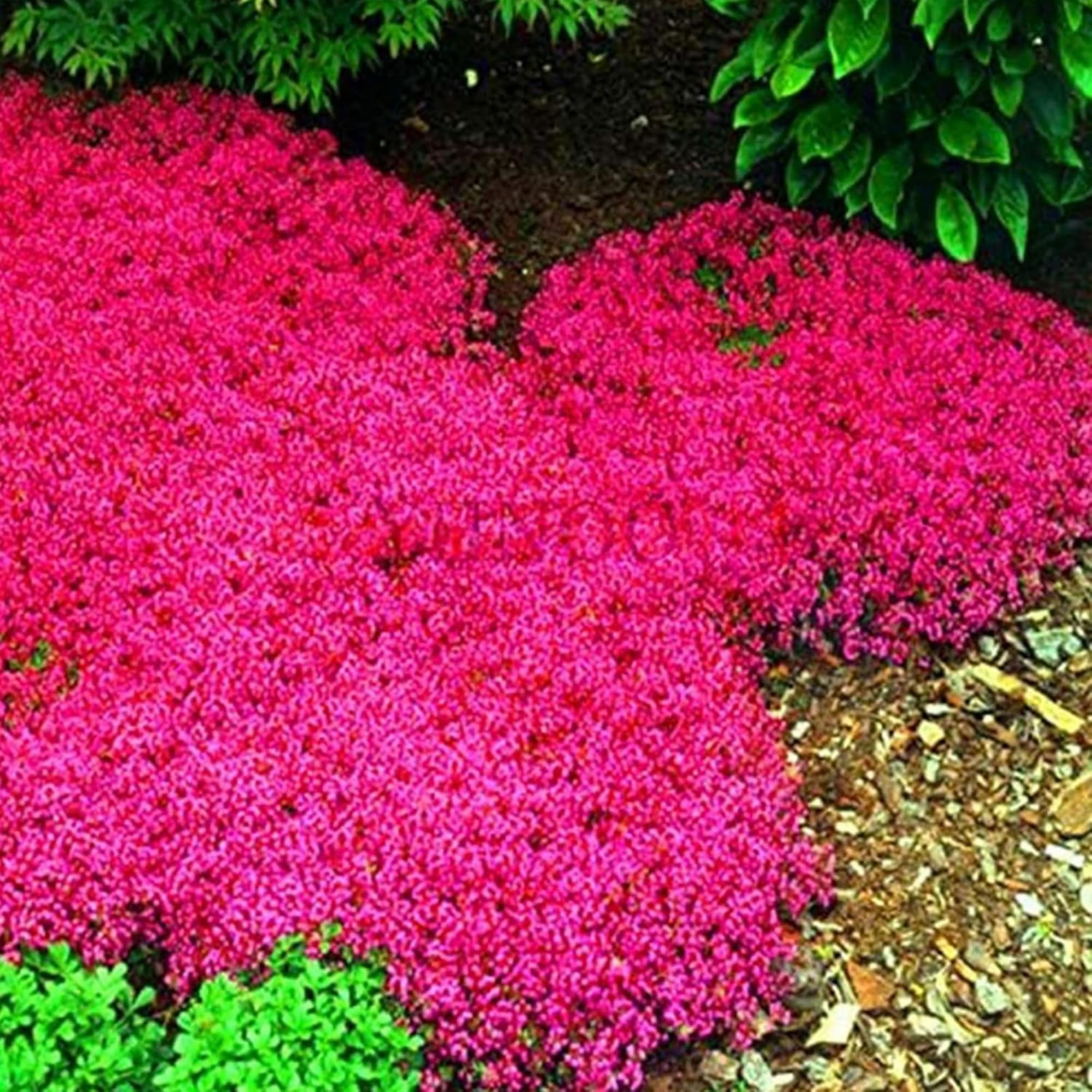 16000+ Red Creeping AJH3 Thyme Seeds Ground Cover Plant Seeds Perennial ...