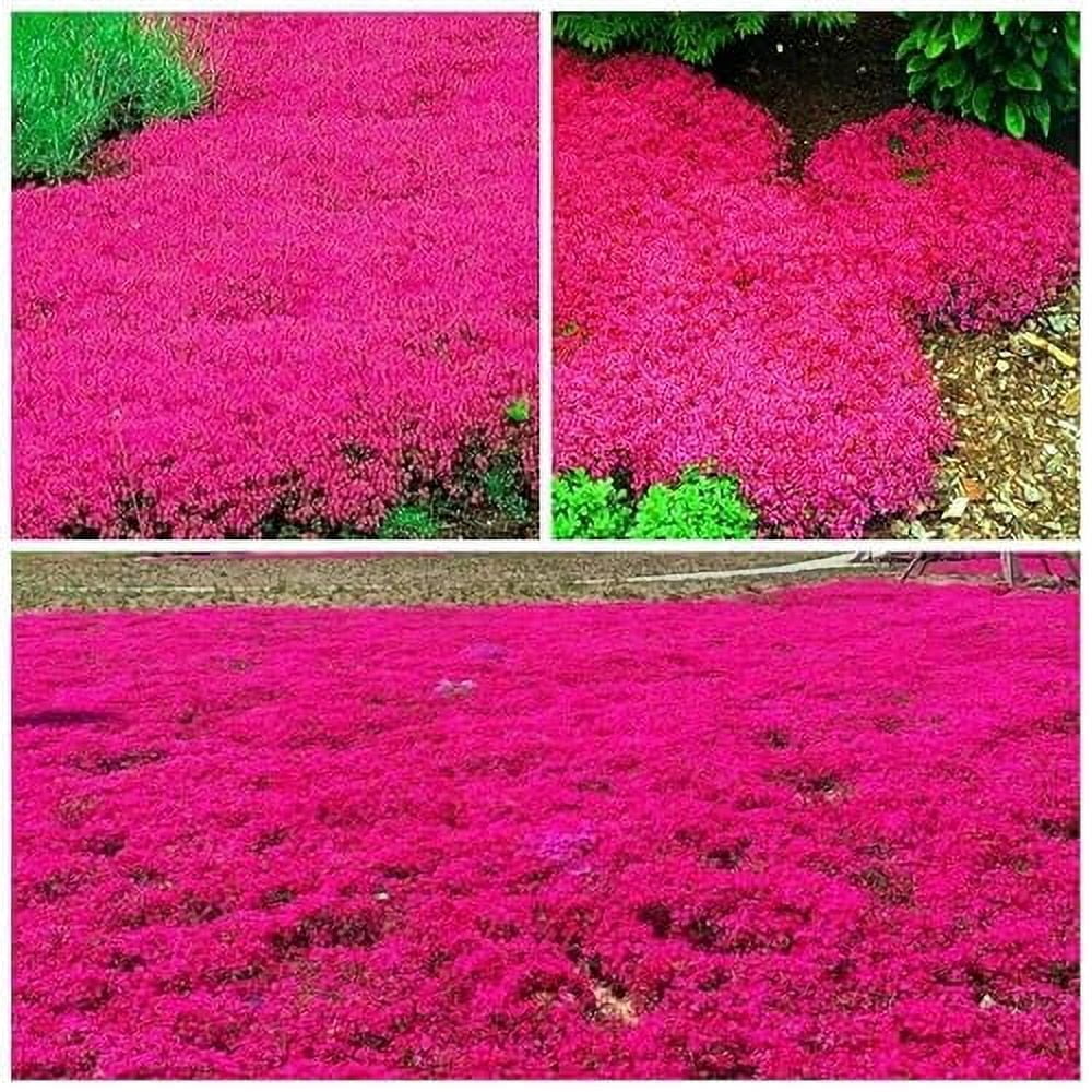 16000+ Red Creeping Thyme Seeds Ground MVR1 Cover Plant Seeds Perennial- Non-GMO Heirloom Flower ...