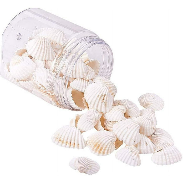White Beach Sand Shells