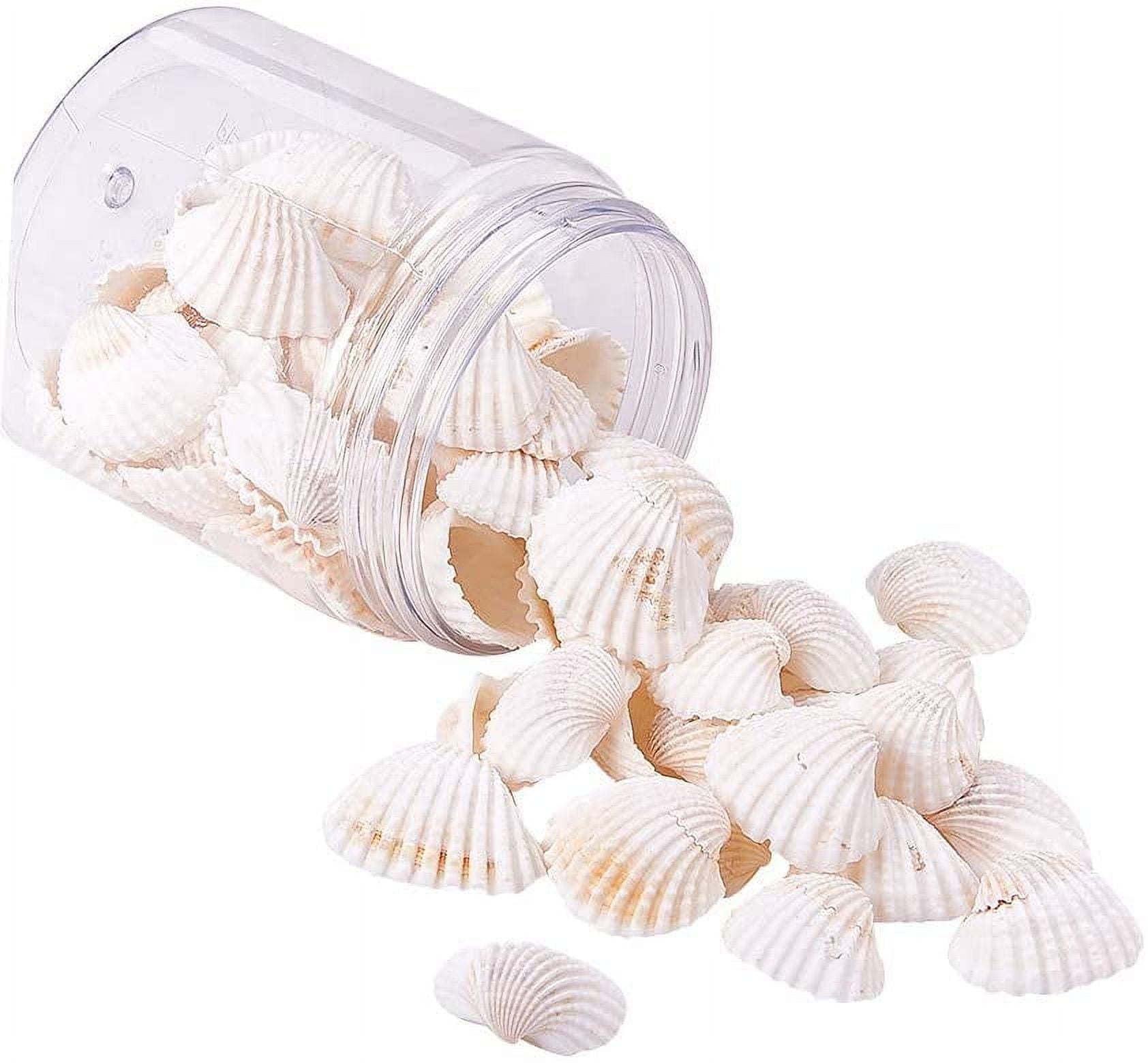 160g White Natural Conch Shell Beads Undrilled/No Hole Tiny Scallop Sea ...