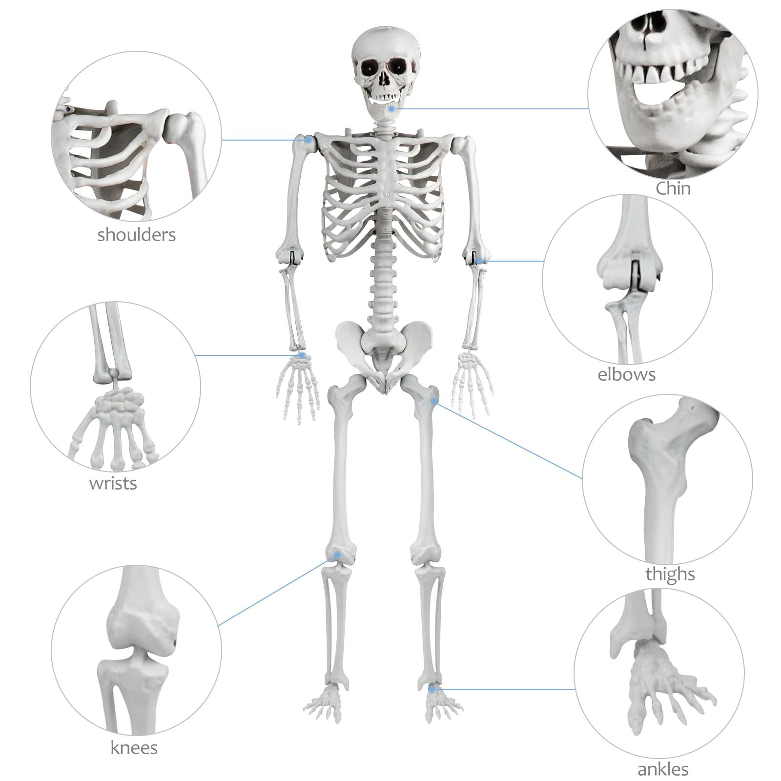 165cm Realistic Plastic Halloween Skeleton Decoration Adjustable Joints ...