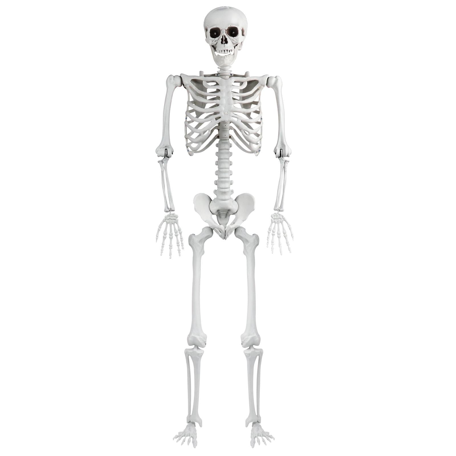 165cm Realistic Plastic Halloween Skeleton Decoration Adjustable Joints ...