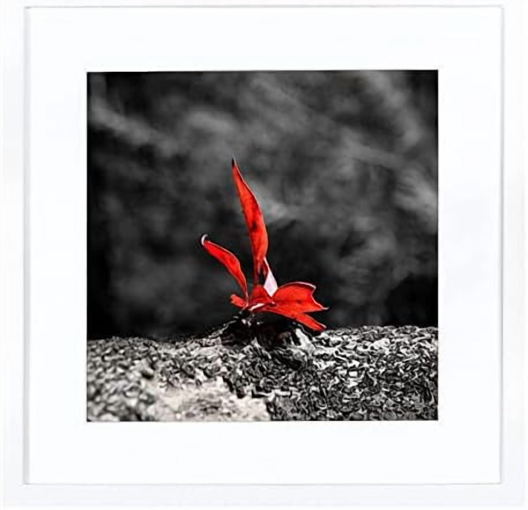 16x16 Picture Frames White, Solid Wood Display Pictures 12x12 with Mat ...