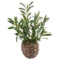 17.7" Artificial Olive Plant Olive Foliage in Brown Handwoven Rattan ...