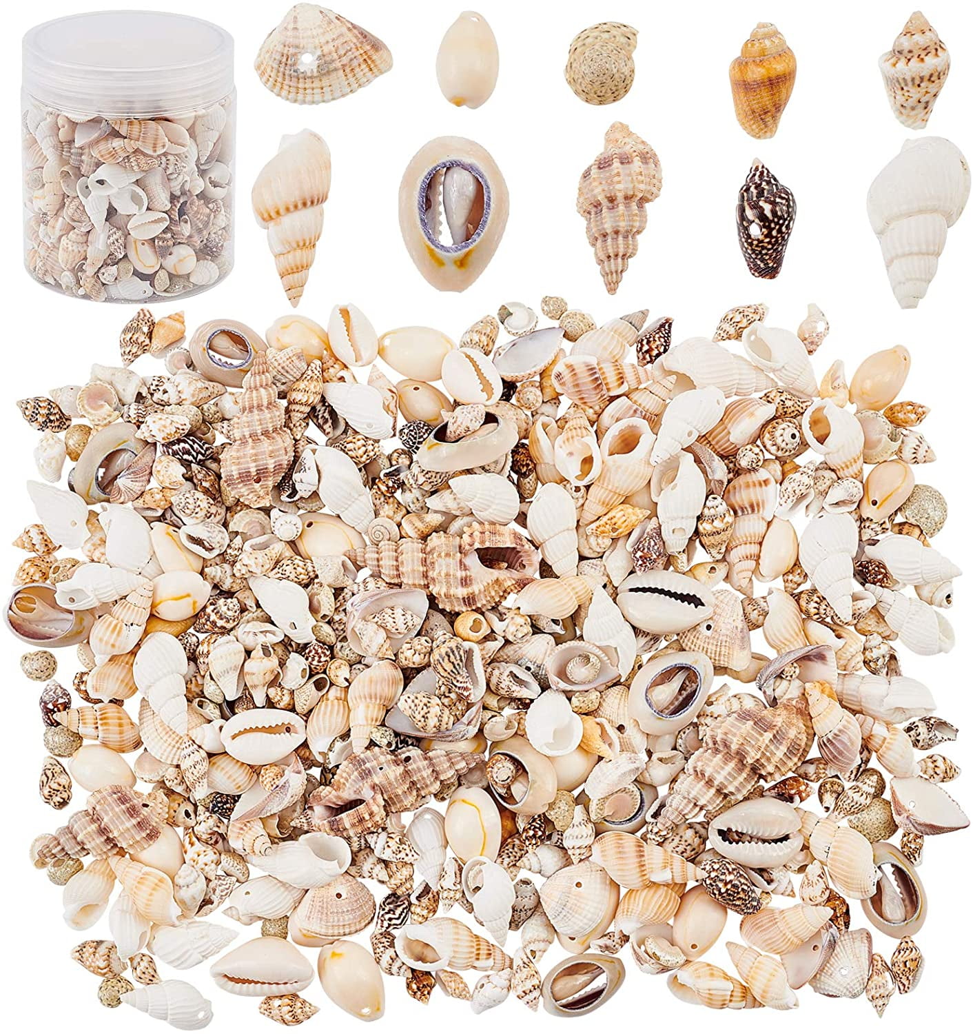 175g Mixed Ocean Beach Spiral Seashells 10 Styles Natural Craft ...