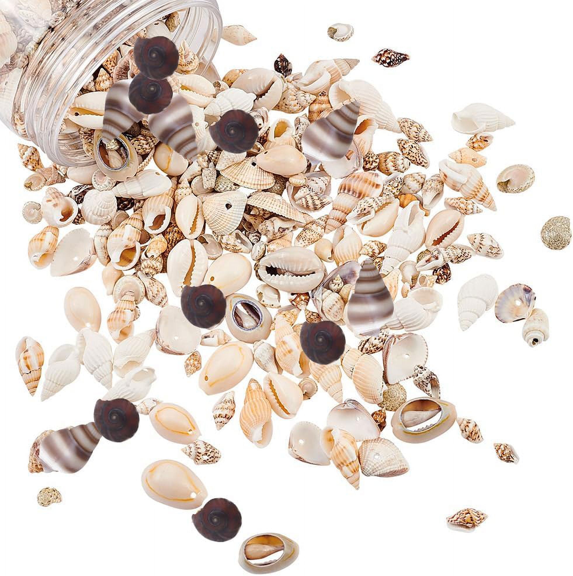 175g Mixed Ocean Beach Spiral Seashells 10 Styles Undrilled/Drilled ...