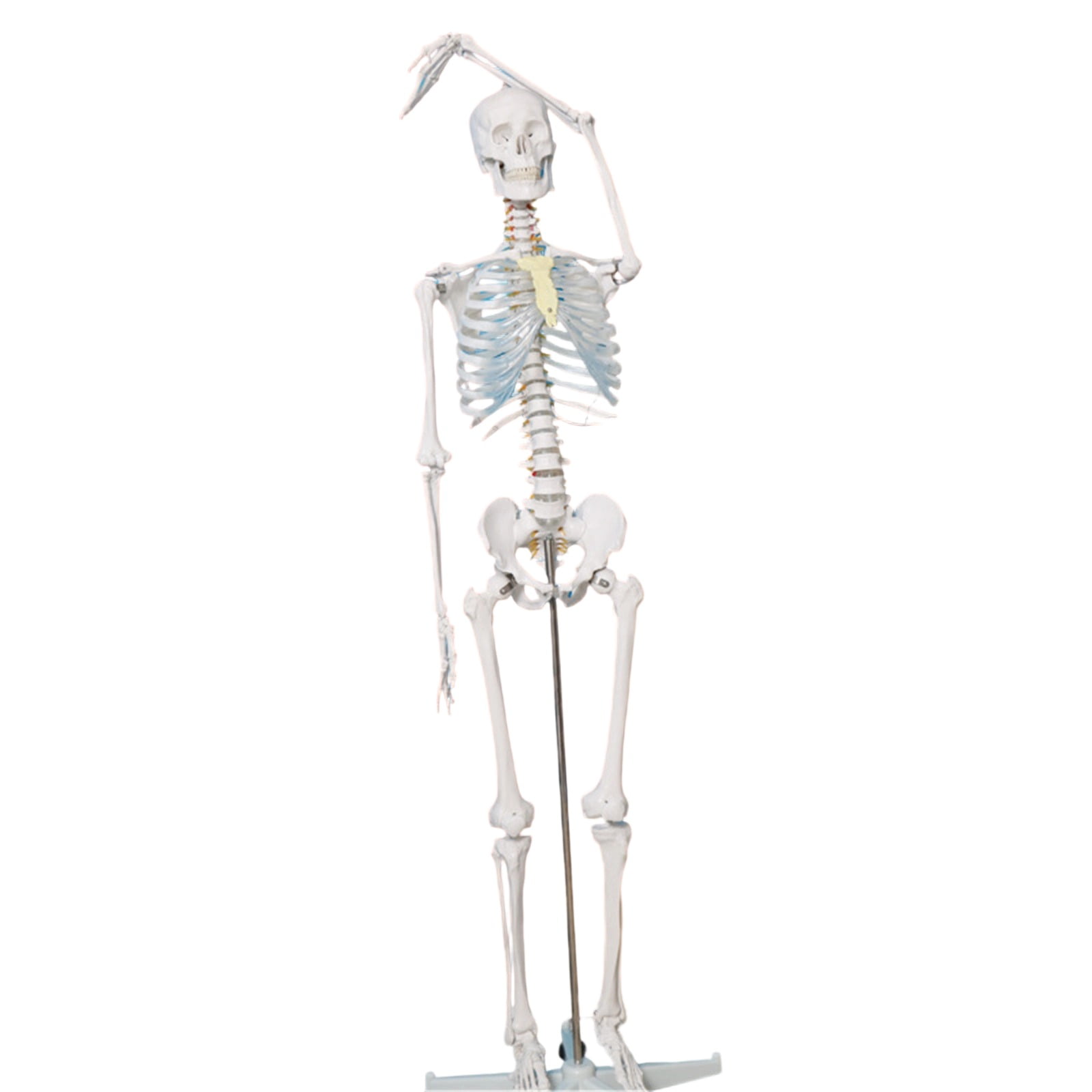 176cm Height Human Skeleton Model Life Size Human Bone Anatomy Model ...