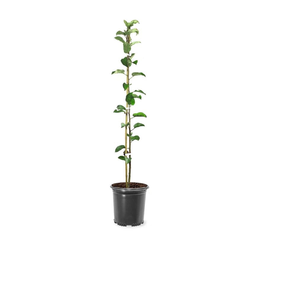 Expert Gardener 2-3 ft. tall Melrose Apple Live Tree in 5-Gallon Grower ...