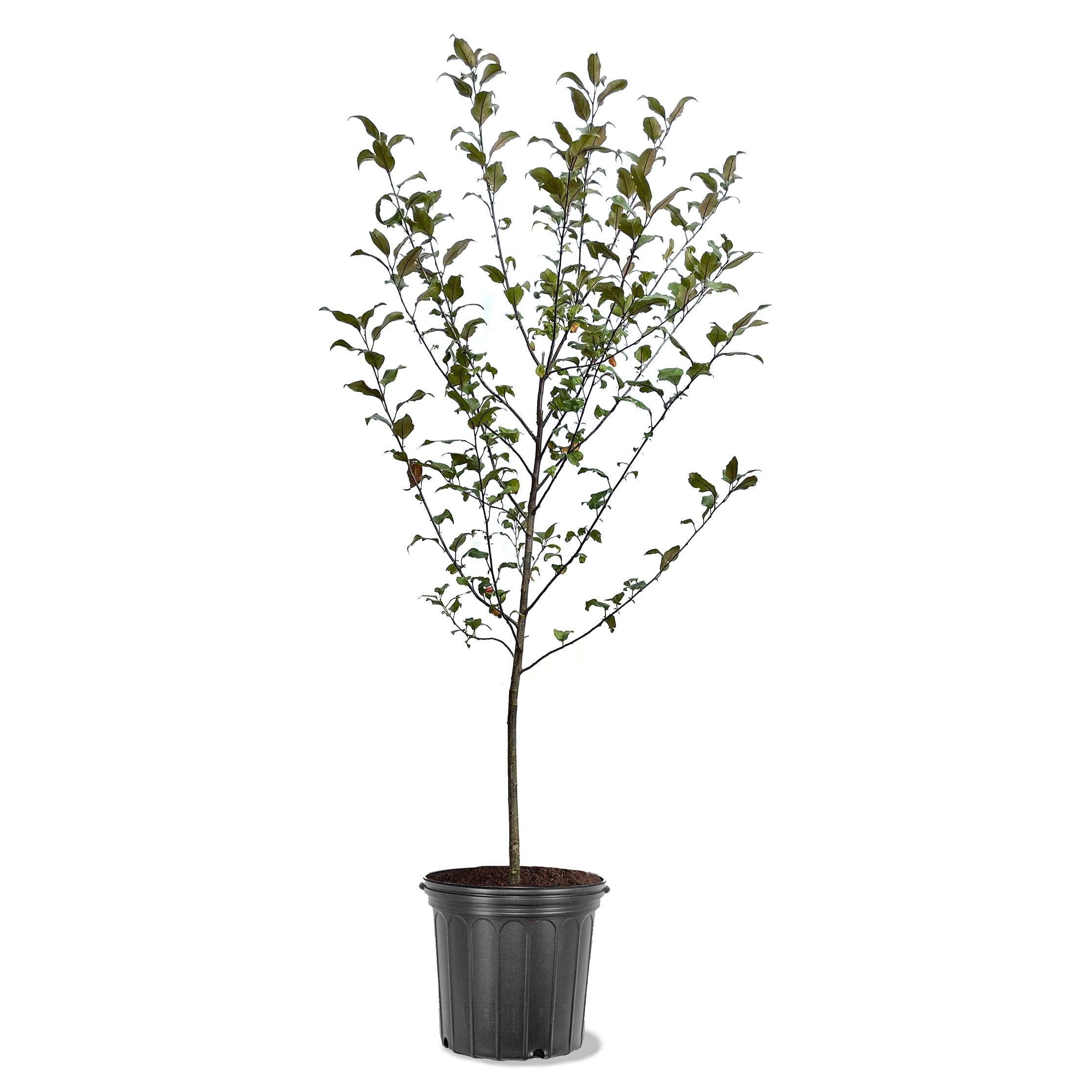 Expert Gardener 2-3 ft. tall Callaway Crabapple Live Tree in 5-Gallon ...