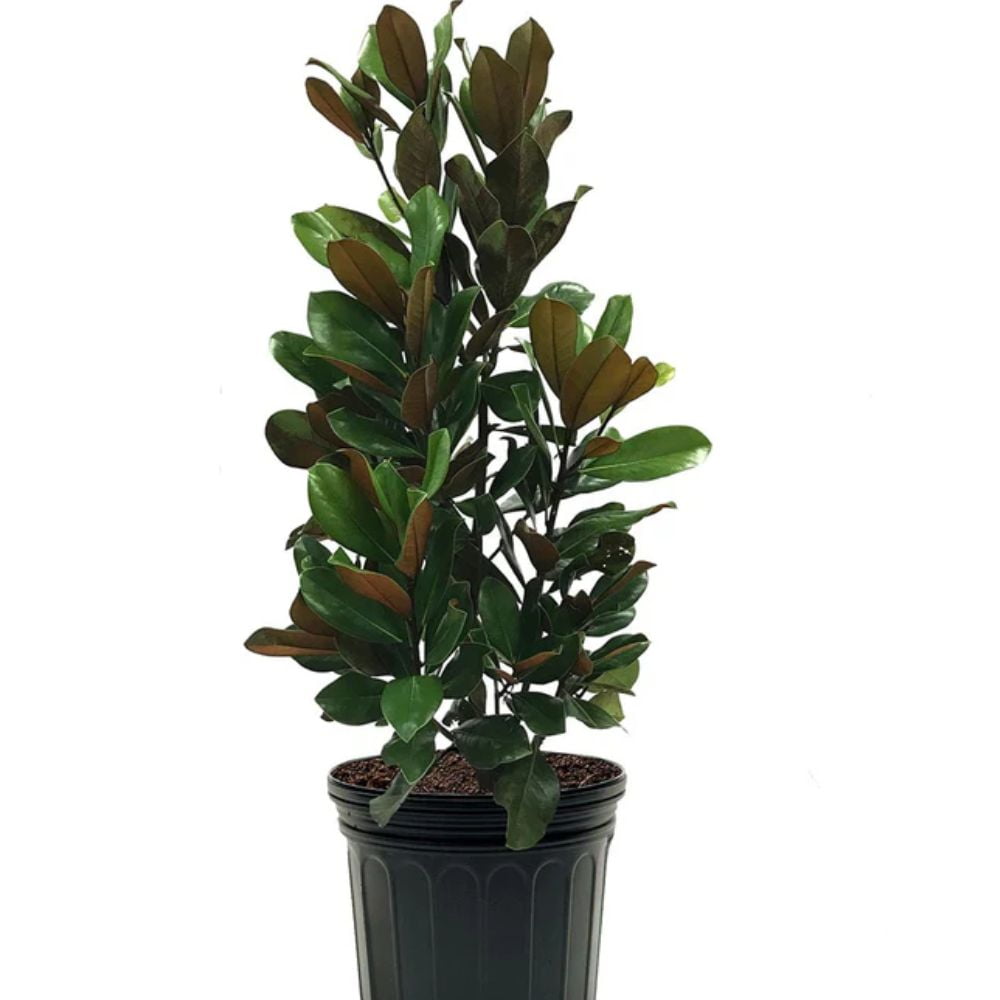 Expert Gardener 2-3 ft. tall Jane Japanese Magnolia Live Tree in 5 ...