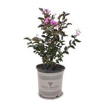 First Editions 1.5- 2 ft tall Lunar Magic Crape Myrtle Live Tree in 3 ...