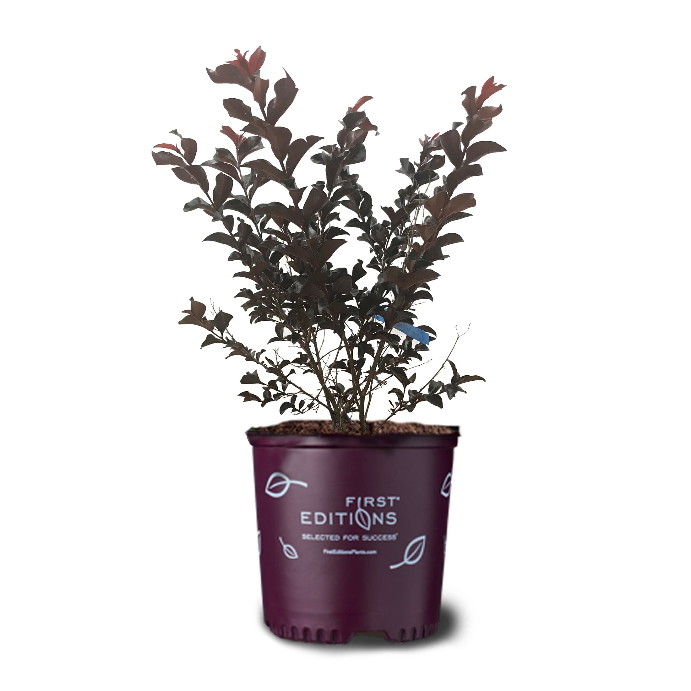 First Editions 1.5- 2 ft tall Lunar Magic Crape Myrtle Live Tree in 3 ...