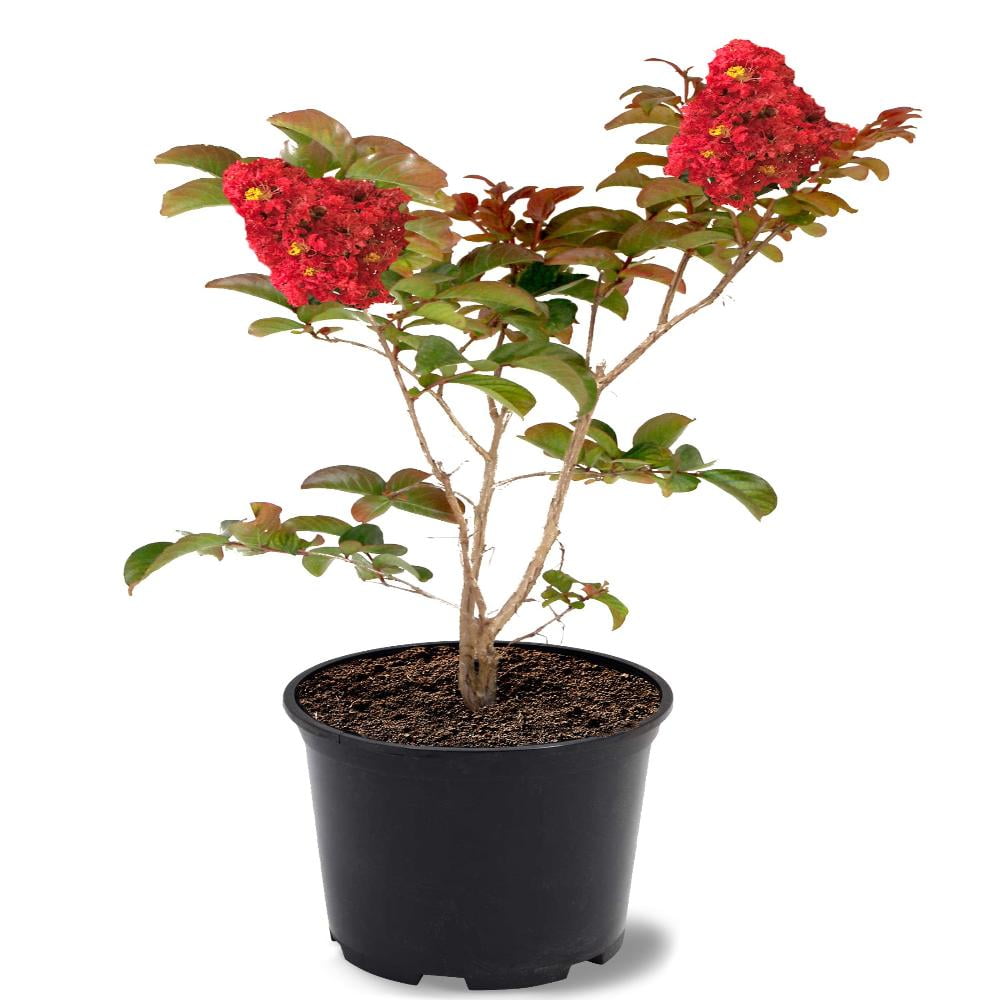 18-24 in. Miss Frances Crape Myrtle in Nursery Pot - Walmart.com
