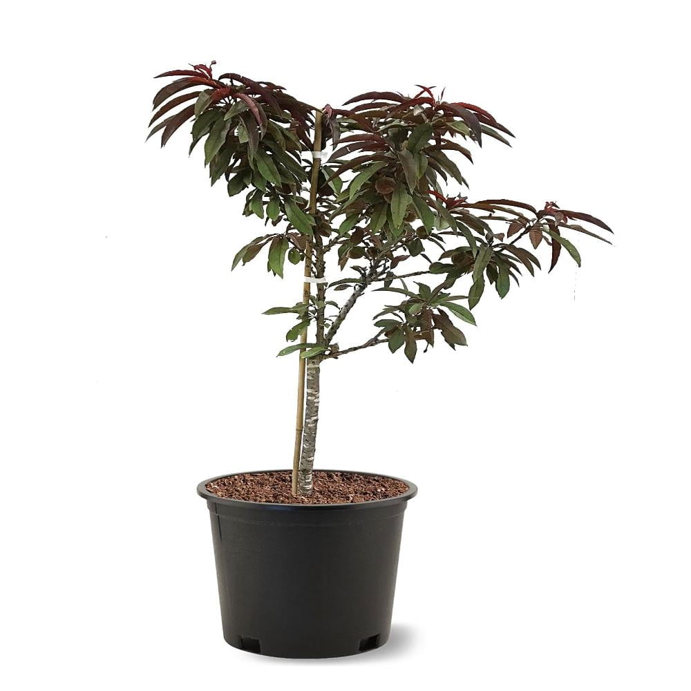 Expert Gardener 2-3 ft. tall Bonanza Patio Peach Live Tree in 5-Gallon ...