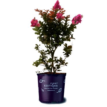 Black Diamond Blooms 18-24 in. tall Lavender Lace Crape Myrtle Live ...
