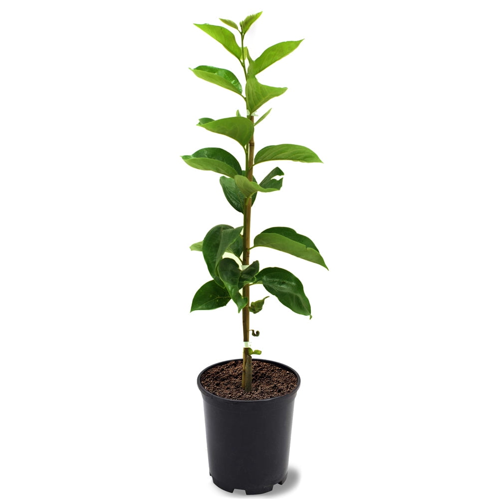 Expert Gardener 2-3 ft tall Saijo Persimmon Live Tree in 5-Gallon ...