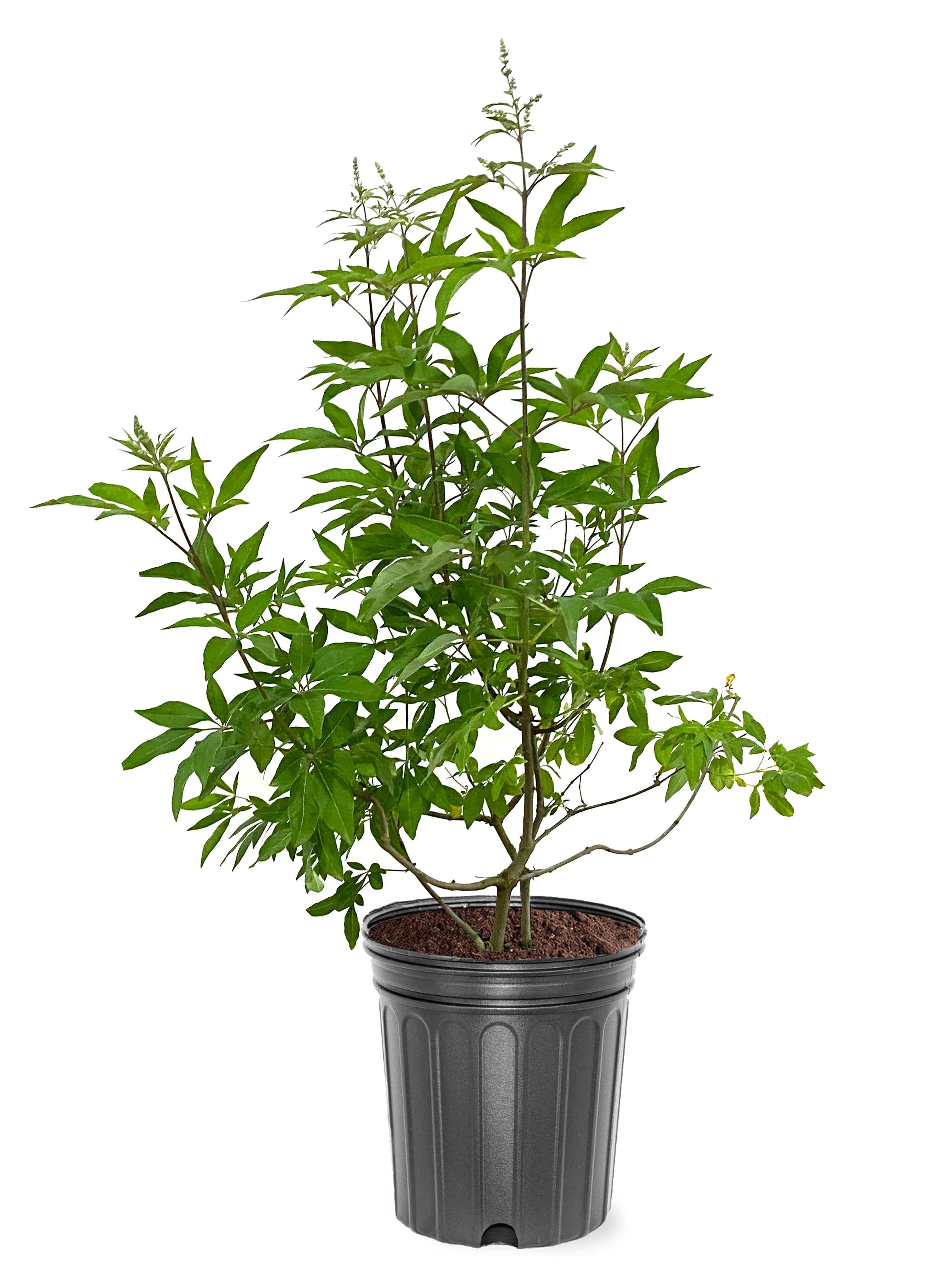 First Editions 1.5- 2 ft tall Shoal Creek Vitex Live Tree in 3-Gallon ...