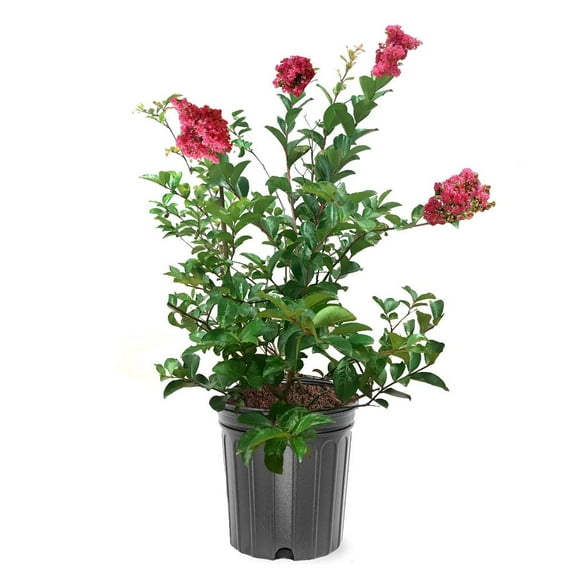 Expert Gardener 18-24 in. tall Tonto Crape Myrtle Live Tree in 3-Gallon ...