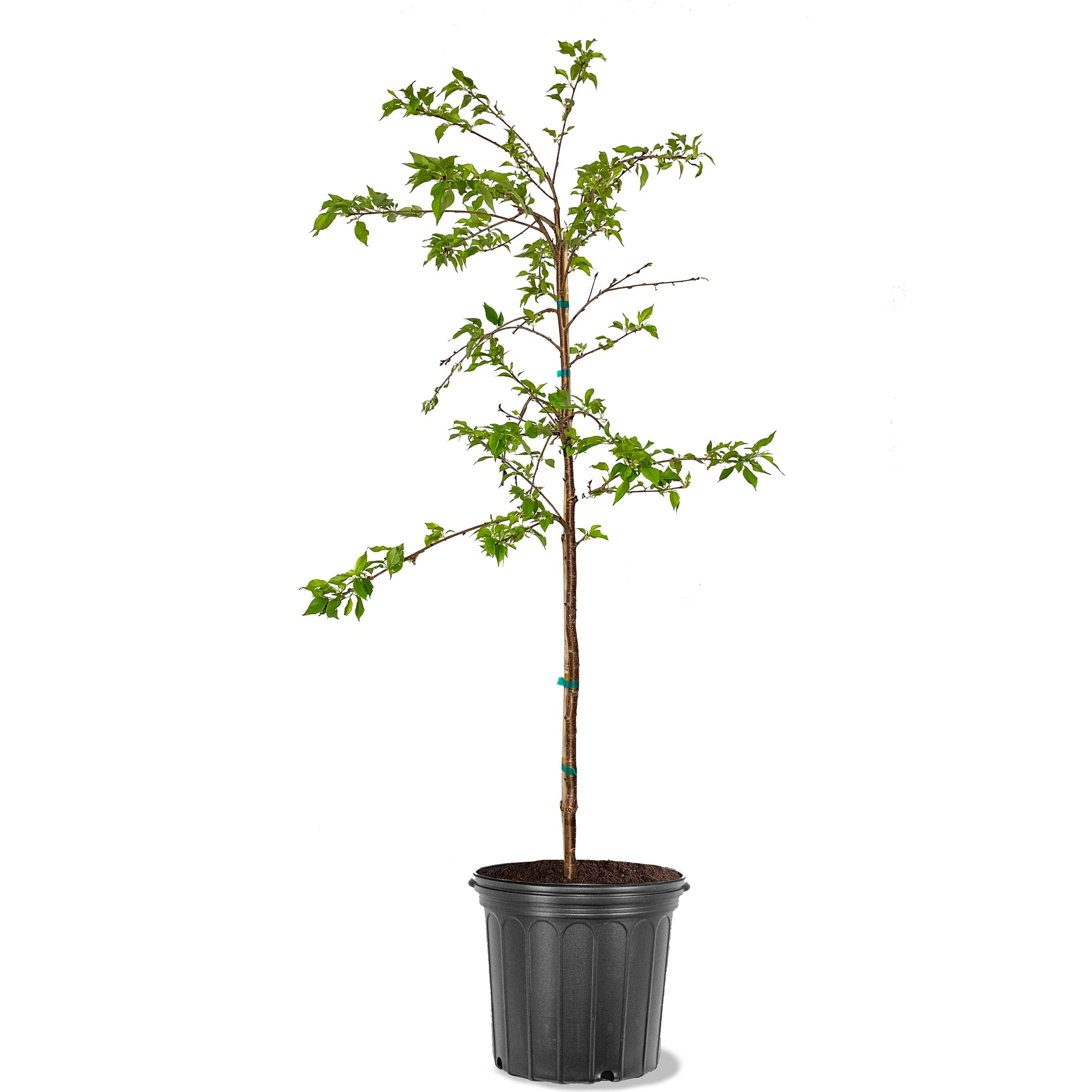 Expert Gardener 2-3 ft tall Weeping Yoshino White Flowering Cherry Live ...