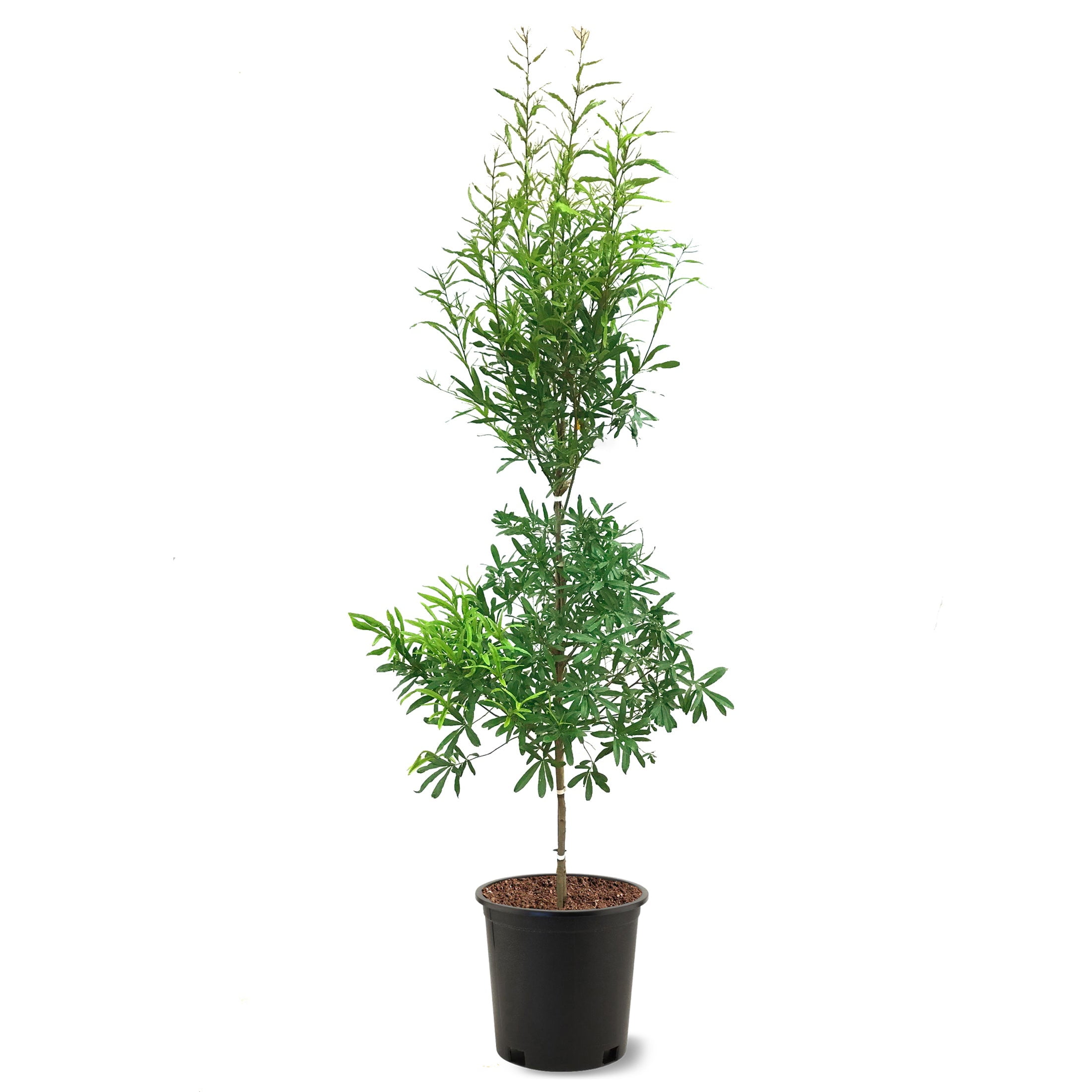 Expert Gardener 2-3 ft tall Willow Oak Live Tree in 5-Gallon Grower Pot ...