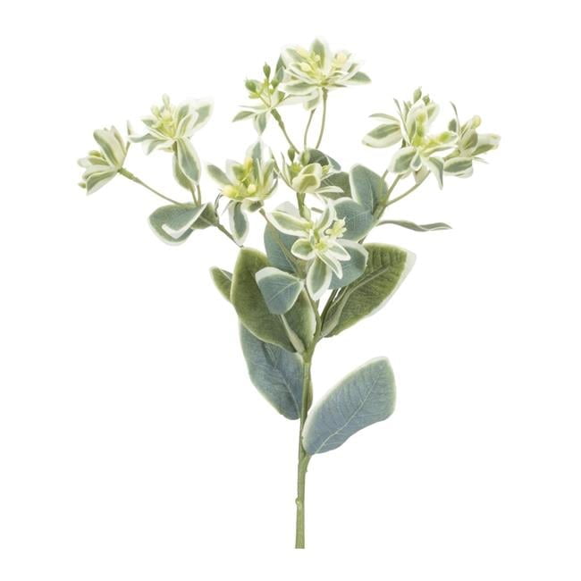 Euphorbium Crown Thorn